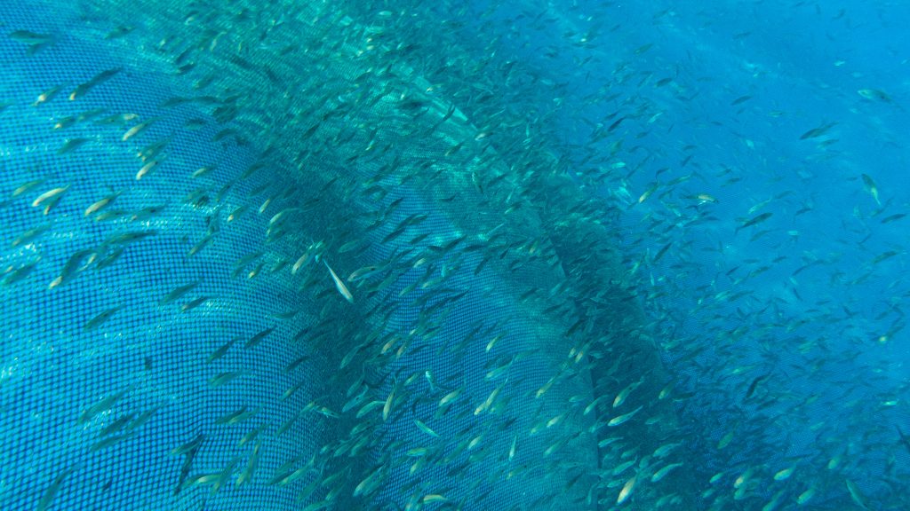 INCOP concreta alianza con Industrias MARTEC para acelerar maricultura ...