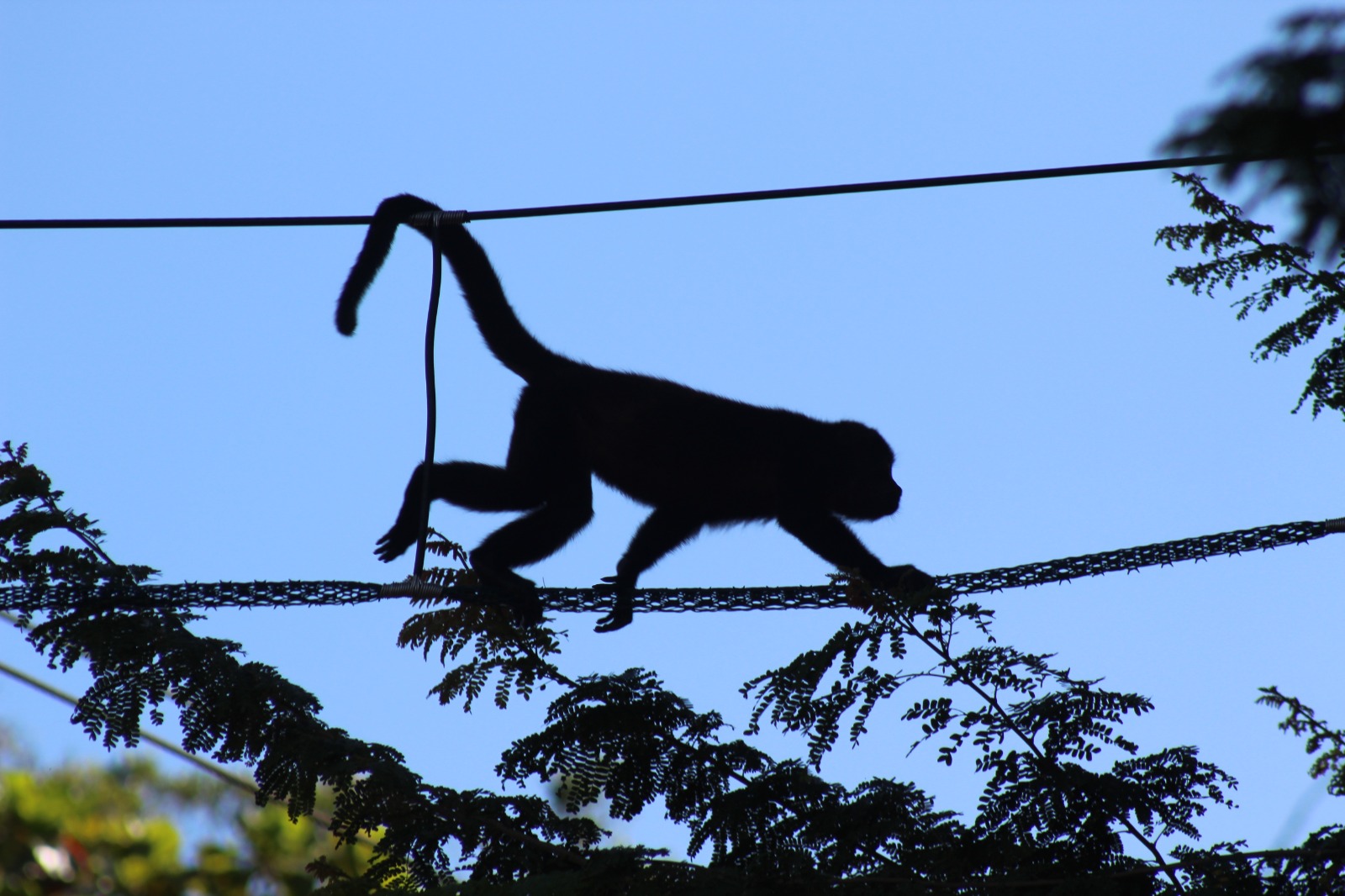 Organizaciones buscan evitar electrocuciones y atropellos de monos con ...