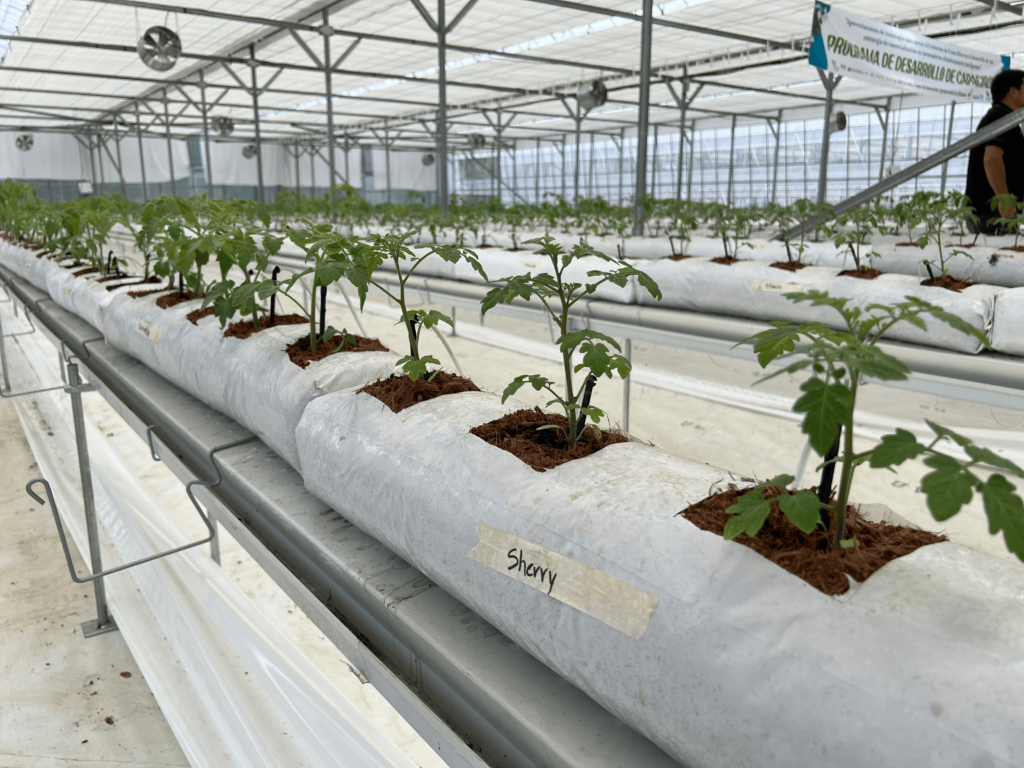 Costa Rica inaugura su primer invernadero "inteligente" ¿En qué ...