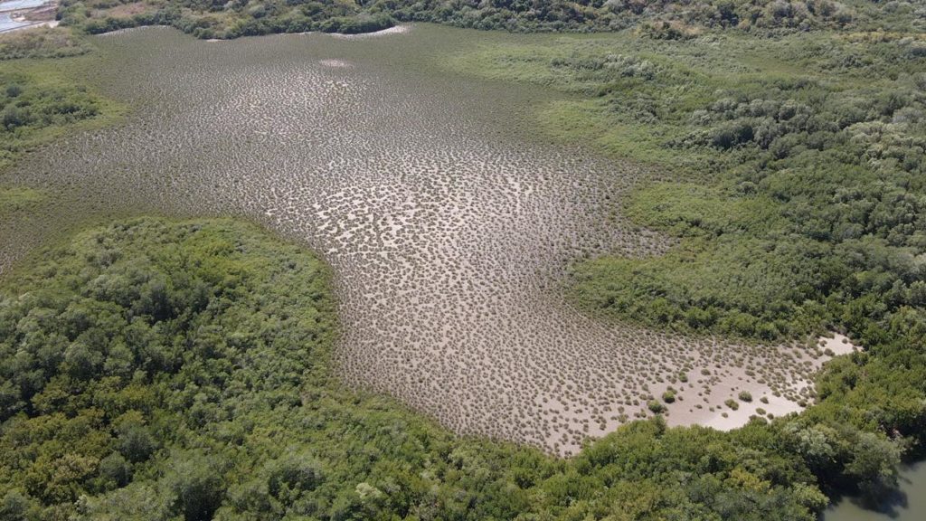 Proyecto ha restaurado 19 sitios de manglar en el Refugio Nacional de ...