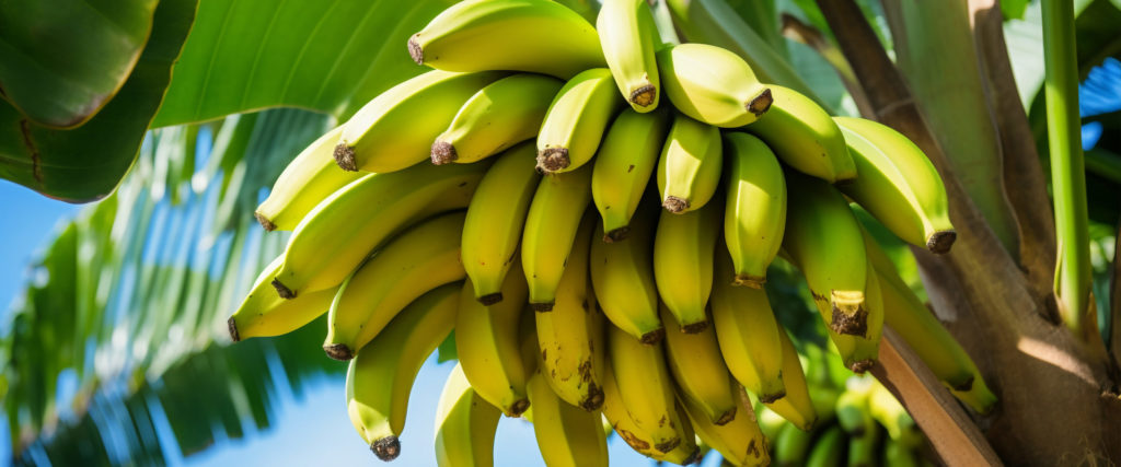 Alianza para Sostenibilidad Agrícola se opone a proyecto de ley que ...