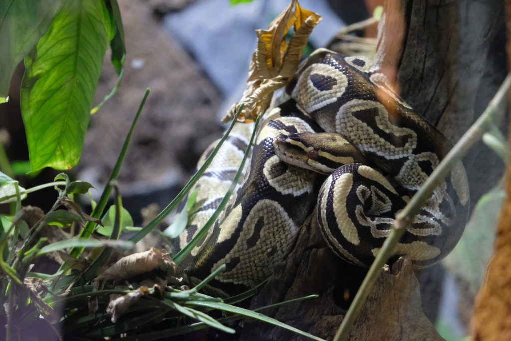 Rescate Wildlife - zoave cuenta con nuevas atracciones para esta temporada