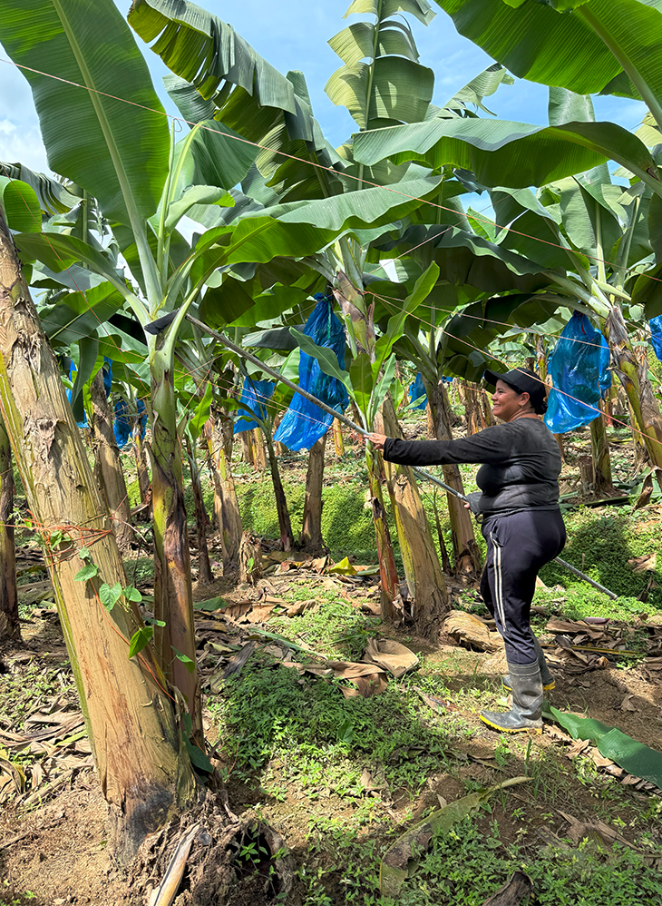 Mujeres en labores de campo transforman la industria bananera ...