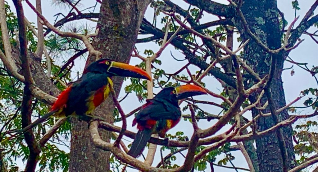 Graznido multicolor: Una telaraña sobre los tucanes - Delfino.cr