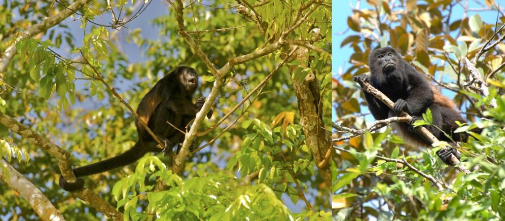 Informe de la UCR documentó severa infestación parasitaria en monos ...
