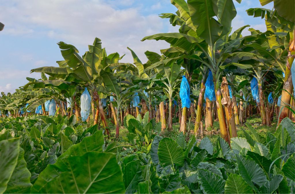 Producción bananera en Costa Rica será de las más afectadas por el ...