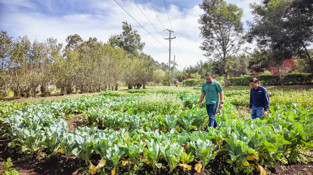 TEC impulsa uso de microalgas para fortalecer la agricultura orgánica ...